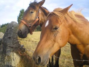 Tábano: Significado, picaadura, tratamiento y más