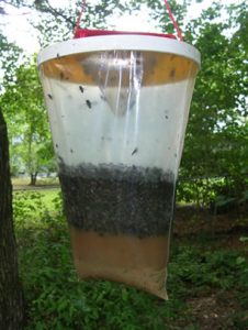 Tábano: Significado, picaadura, tratamiento y más