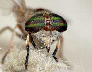Tábano: Significado, picaadura, tratamiento y más