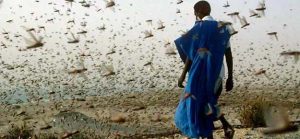 Tábano: Significado, picaadura, tratamiento y más