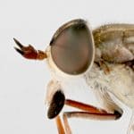 Tábano: Significado, picaadura, tratamiento y más