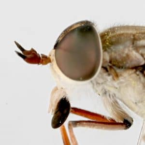 Tábano: Significado, picaadura, tratamiento y más