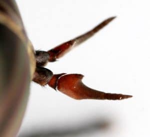 Tábano: Significado, picaadura, tratamiento y más