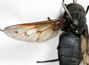 Tábano: Significado, picaadura, tratamiento y más