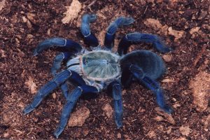 Tarántula azul cobalto: Todo lo que necesitas saber