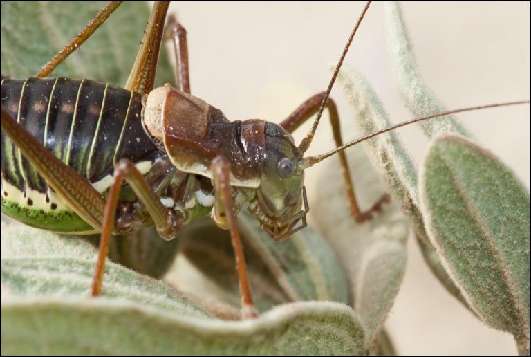 Cicadidae o Chicharra: Características, sonido y mucho más