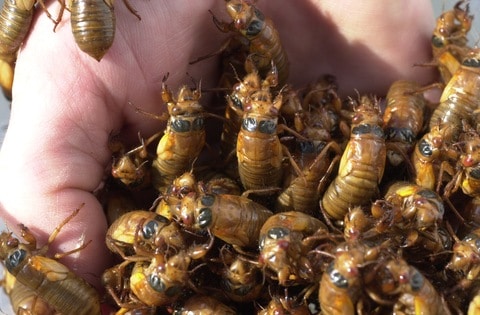 Cicadidae o Chicharra: Características, sonido y mucho más