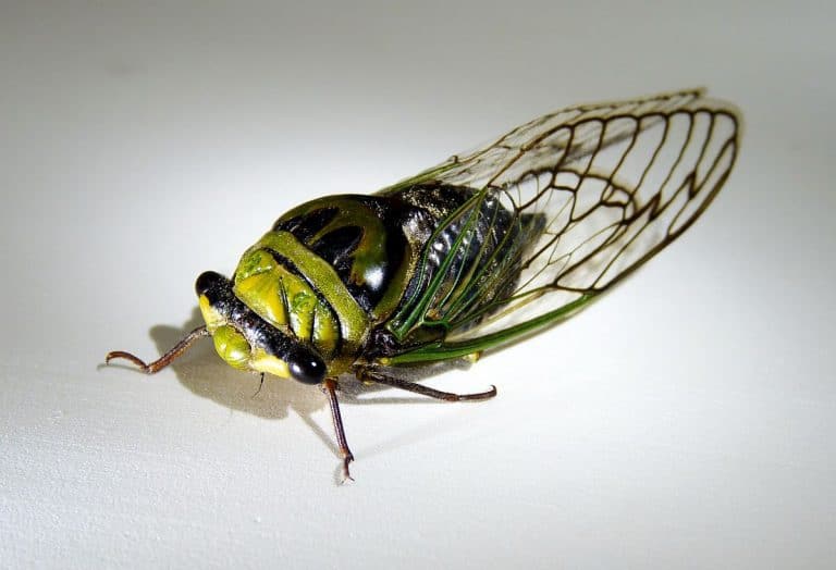 Cicadidae o Chicharra: Características, sonido y mucho más