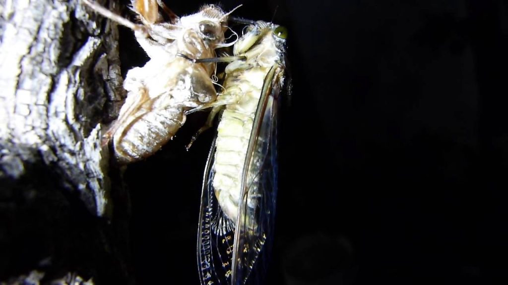 Cicadidae o Chicharra: Características, sonido y mucho más
