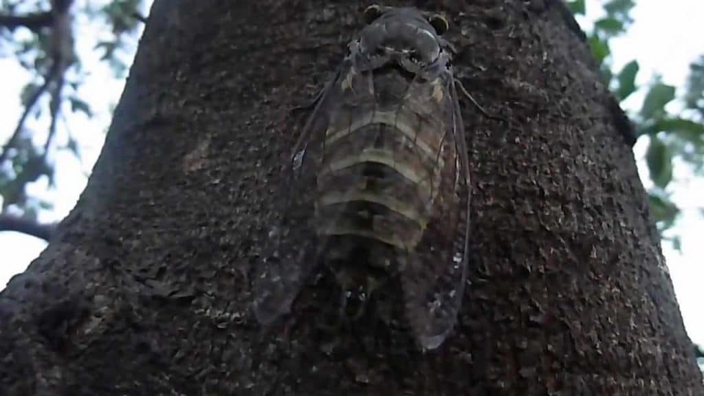 Cicadidae o Chicharra: Características, sonido y mucho más