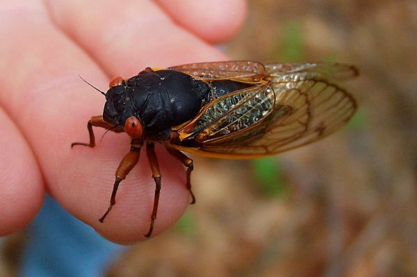 Cicadidae o Chicharra: Características, sonido y mucho más