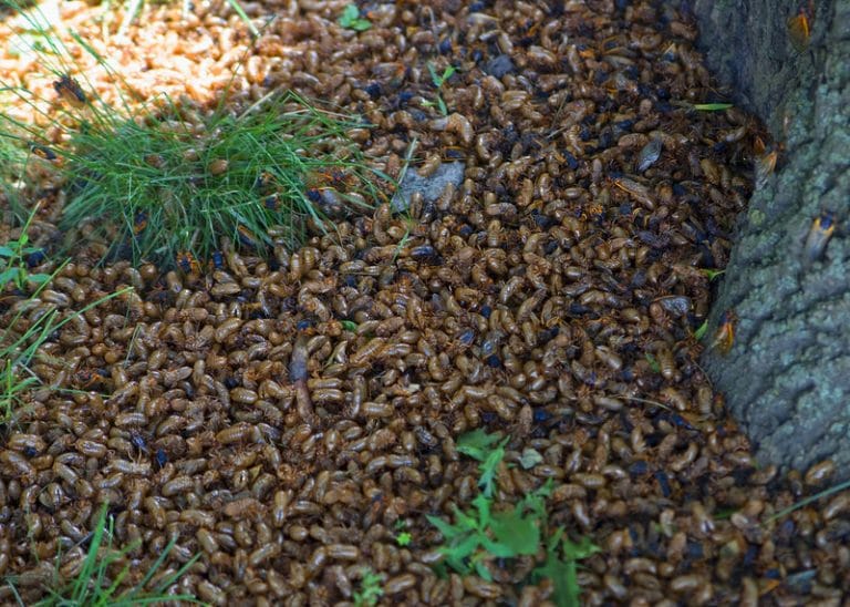 Cicadidae o Chicharra: Características, sonido y mucho más