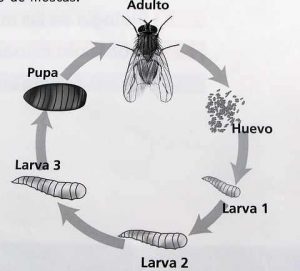 Ciclo De Vida Da Mosca Domestica