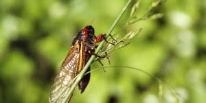 Cicadidae o Chicharra: Características, sonido y mucho más