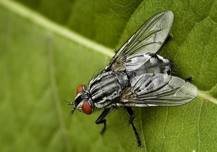 Mosca domestica: morfologia, ciclo de vida y más sobre ellas
