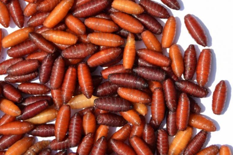 Mosca domestica: morfologia, ciclo de vida y más sobre ellas