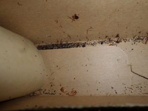 Cucaracha: Características, significado, reproducción y mucho más