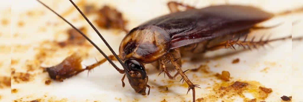 Cucaracha: Características, significado, reproducción y mucho más