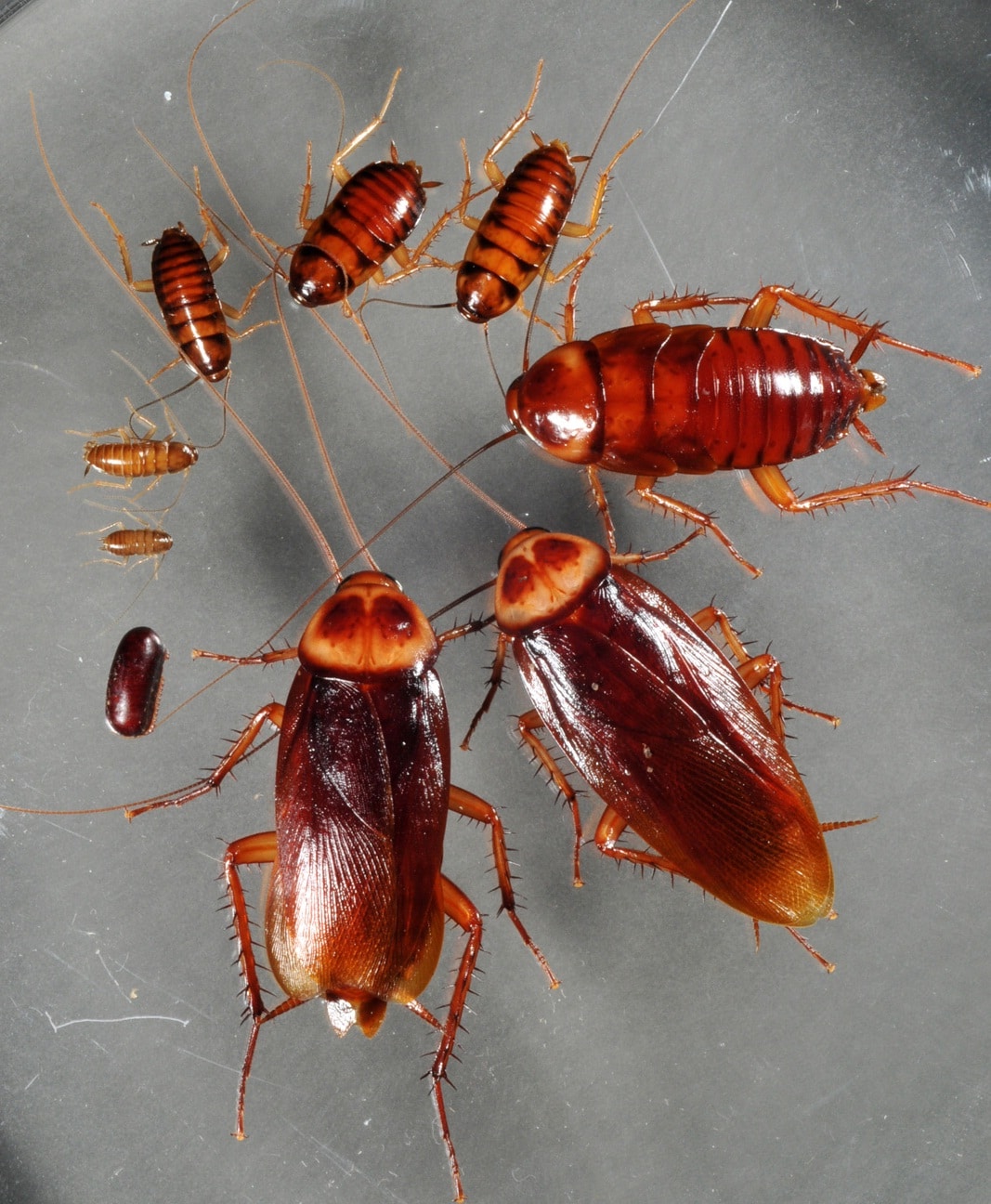 Cucaracha: Características, significado, reproducción y mucho más