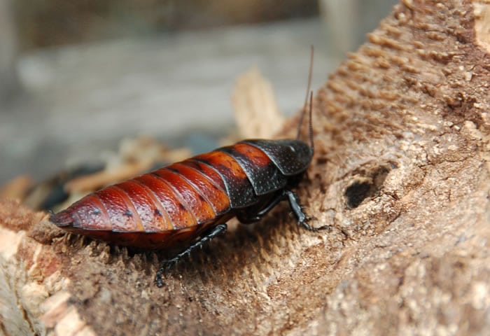 Cucaracha: Características, significado, reproducción y mucho más