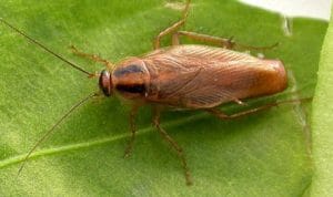 Cucaracha: Características, significado, reproducción y mucho más