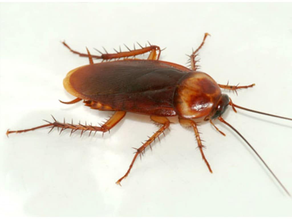 Cucaracha americana: Características, plagas, excrementos, huevos