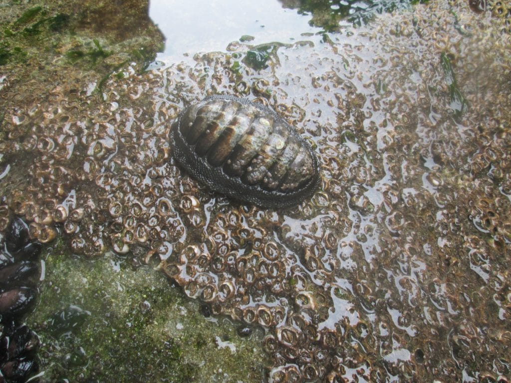 Cucaracha de mar: Recetas, cómo prepararlas y más