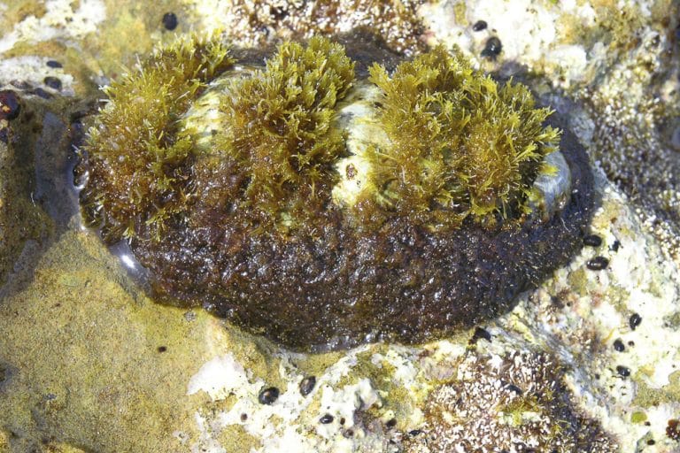 Cucaracha de mar: Recetas, cómo prepararlas y más