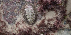 Cucaracha de mar: Recetas, cómo prepararlas y más