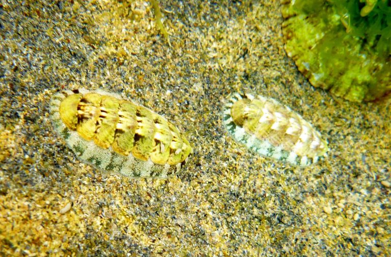 Cucaracha de mar: Recetas, cómo prepararlas y más