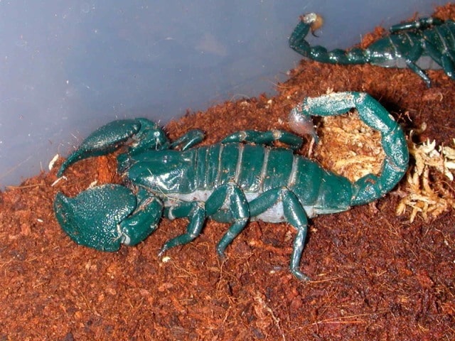 Escorpión azul: Reproducción, homeopatía, beneficios y más.