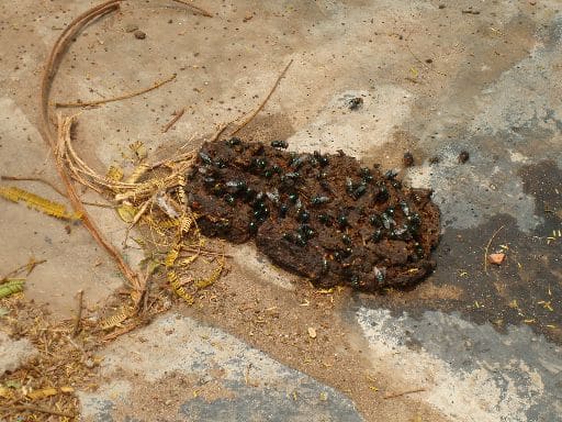 Mosca domestica: morfologia, ciclo de vida y más sobre ellas