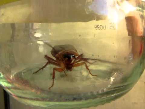 Cucaracha gigante de Madagascar: Reproducción, cuidados, hábitat