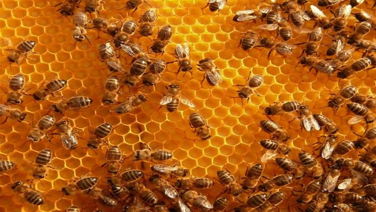 Hymenoptera: Características, partes, plaga y mucho más
