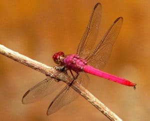 Libelula: Características, mitología, alimentación y mucho más