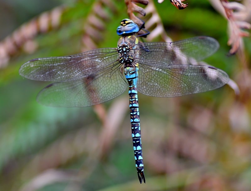 Libelula: Características, mitología, alimentación y mucho más