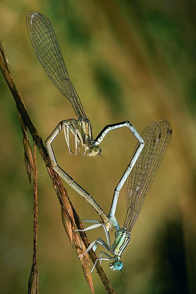 Libelula: Características, mitología, alimentación y mucho más