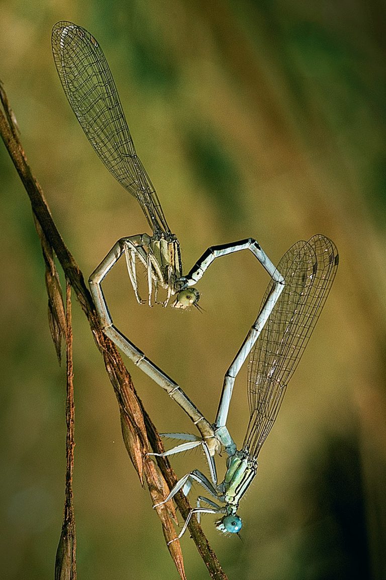 Libelula: Características, mitología, alimentación y mucho más