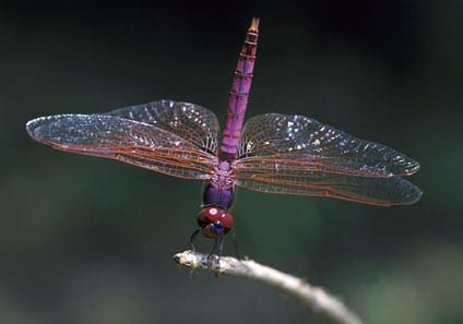 Libelula: Características, mitología, alimentación y mucho más