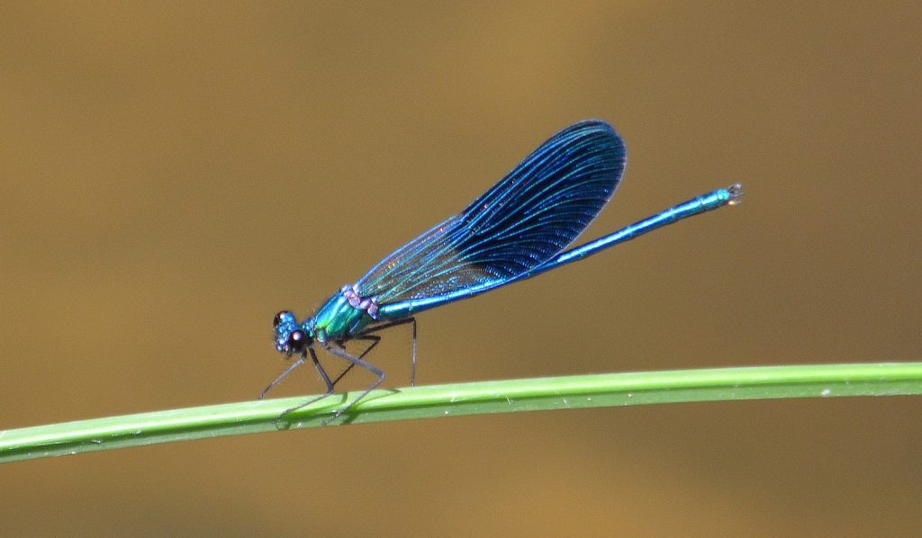 Libelula: Características, mitología, alimentación y mucho más