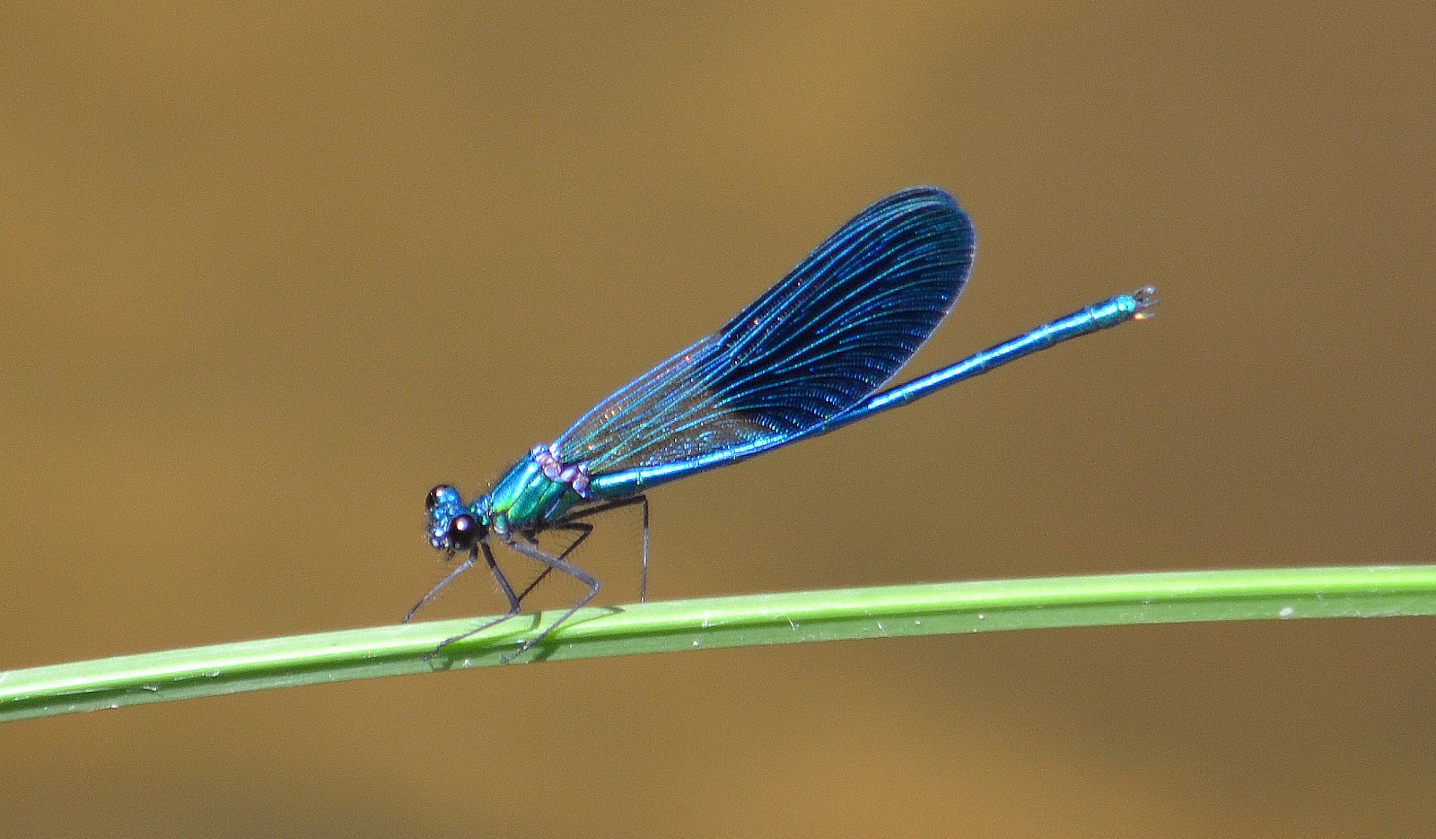 Libelula: Características, mitología, alimentación y mucho más