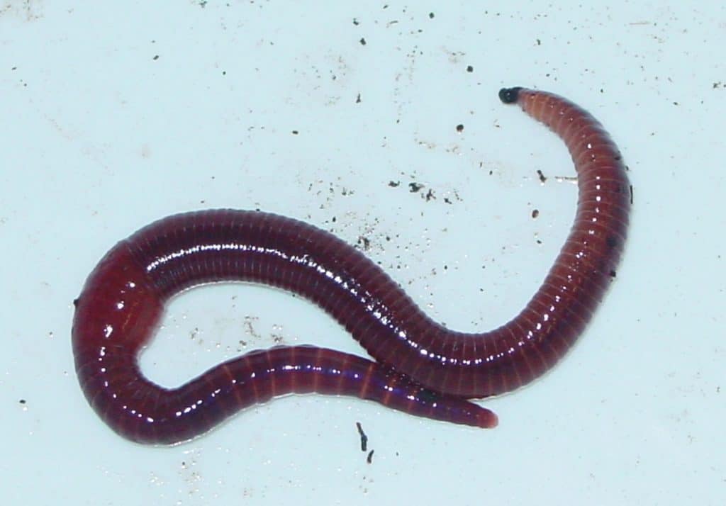 lombrices californianas: Características, reproducción, usos y mucho más