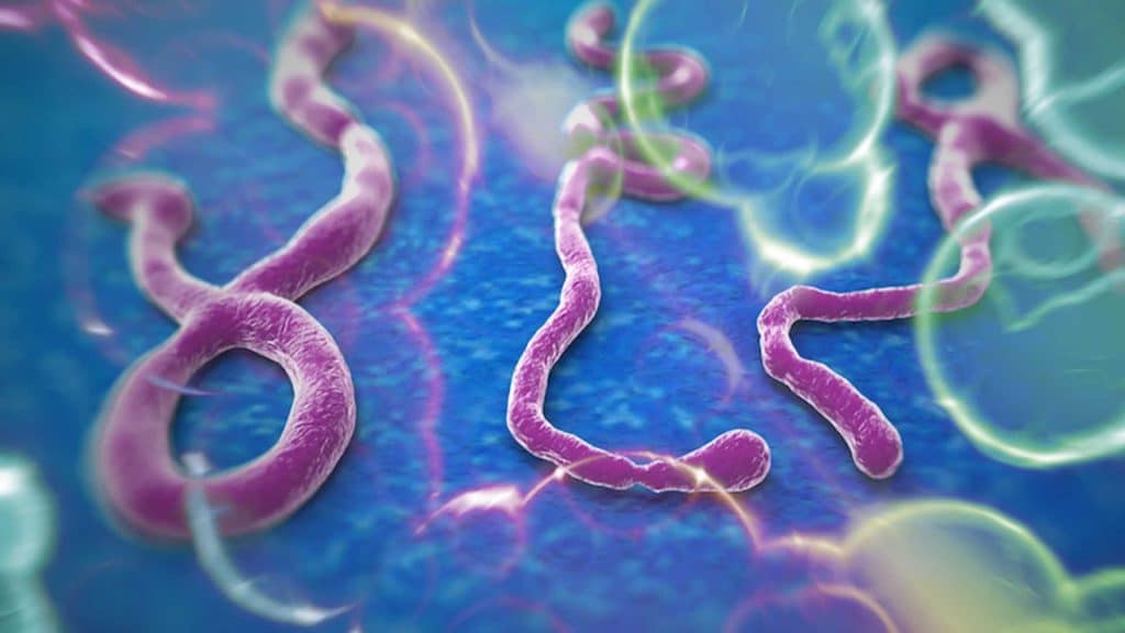 lombrices en adultos: Causas, sintomas, tratamiento y más