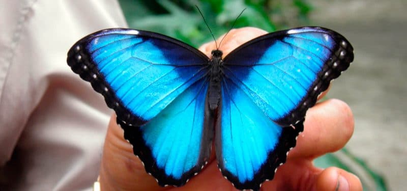 Mariposa azul: Características, significado, peligro de extinción y más