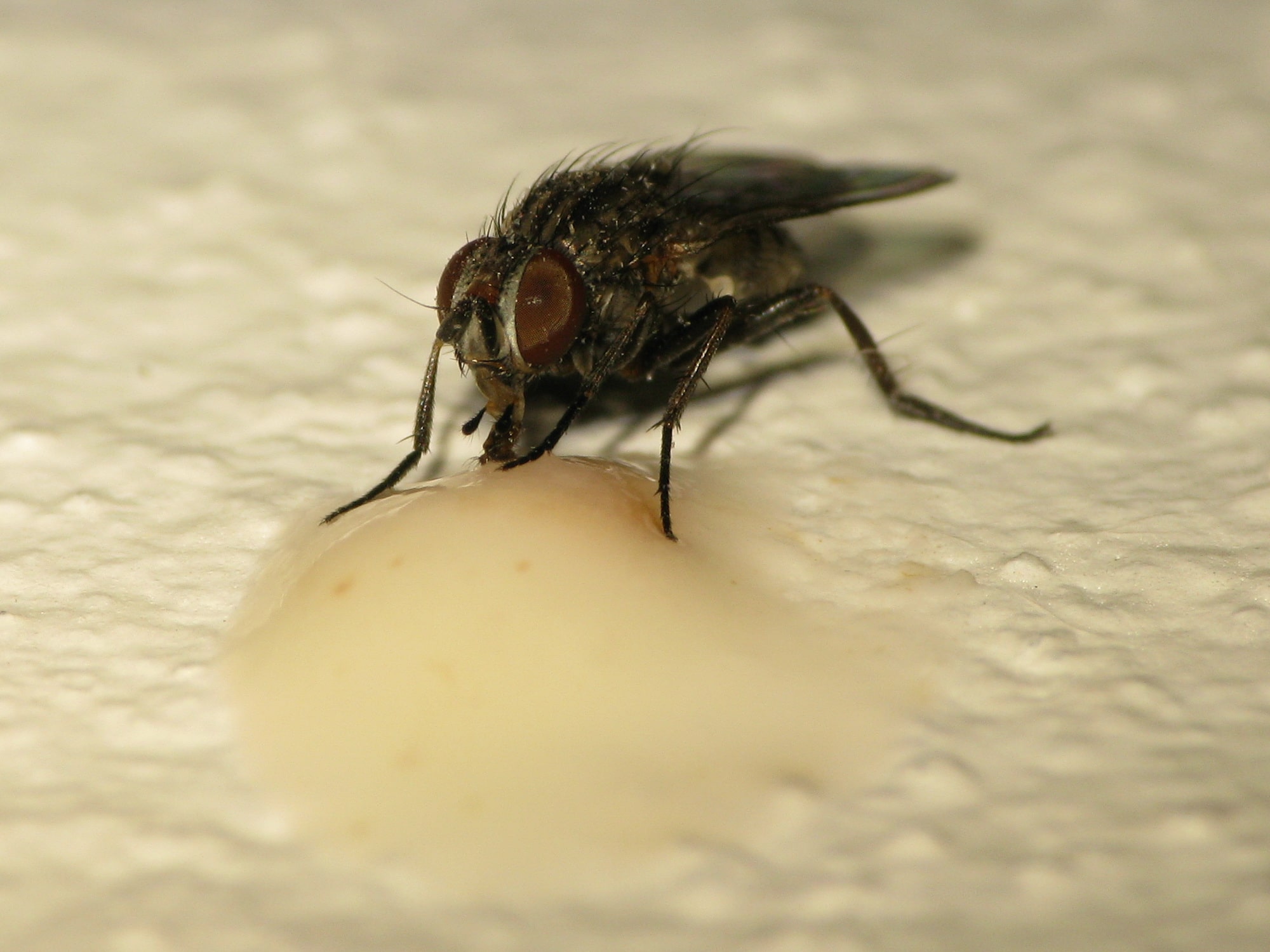 Mosca: Características, alimentación, hábitat, partes y mucho