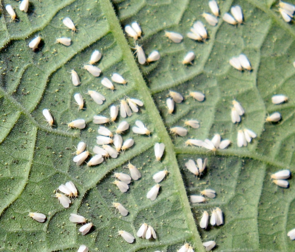 Mosca blanca: Características, ciclo biológico, taxonomía y más.