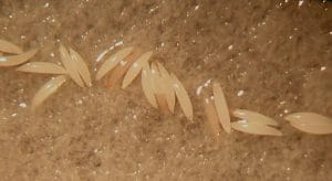 Mosca de la fruta: Características, ciclo de vida, control, morfología ...