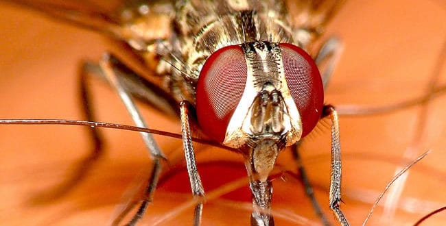 Mosca domestica: morfologia, ciclo de vida y más sobre ellas