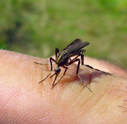 Mosquito: Características, significado, hábitat, alimentación y más