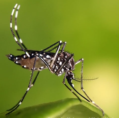 Mosquito: Características, significado, hábitat, alimentación y más